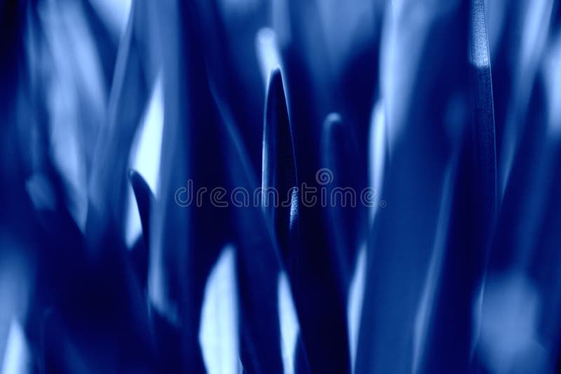 Classic Blue. Color of the Year 2020 Stock Photo - Image of leaf, field ...