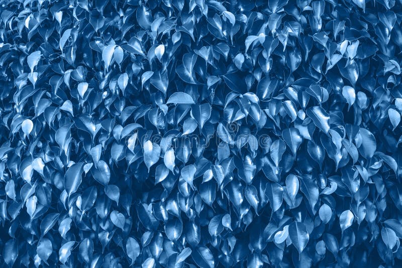 Classic Blue Leaf in the Forest.Trend Color 2020 Classic Blue, Top View ...