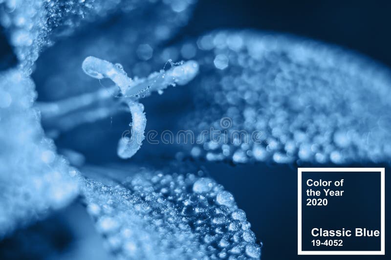 Classic Blue Main Color Trend of the Year 2020. Flower with Dew Drops ...