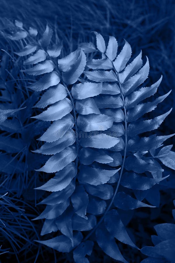 Classic Blue Pantone Color Leafs in Garden Background Stock Photo ...