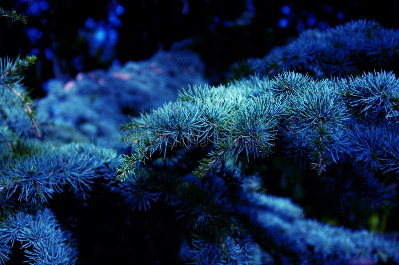 Classic Blue Pantone Color of the Year 2020. Pine Branches Coniferous ...