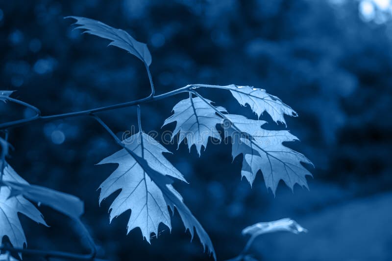 Classic Blue - the Trendy Color of the Year. Botanical Background in ...