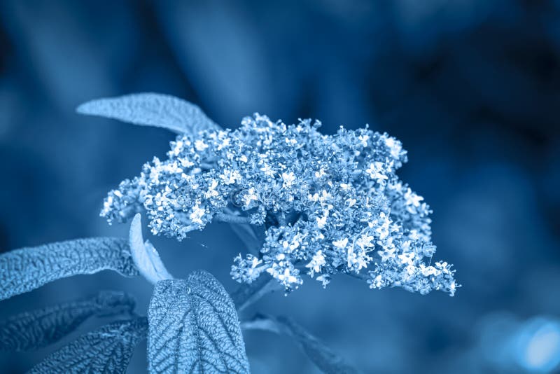 Classic Blue - the Trendy Color of the Year. Botanical Background in ...