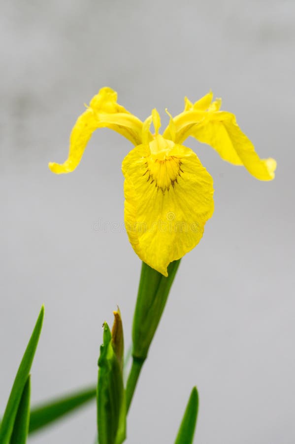 Classic Bright Yellow Iris Isolated on a Gray Background Stock Image - Image of focus, cheerful ...