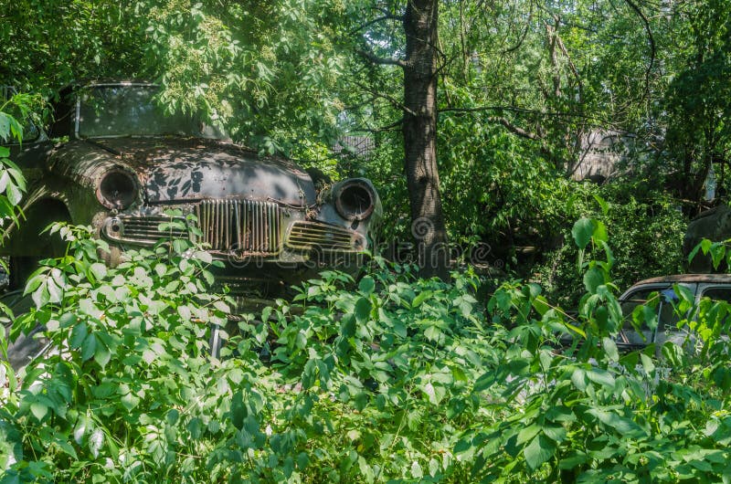 Classic Car in a Forest with Trees Stock Photo - Image of machine ...