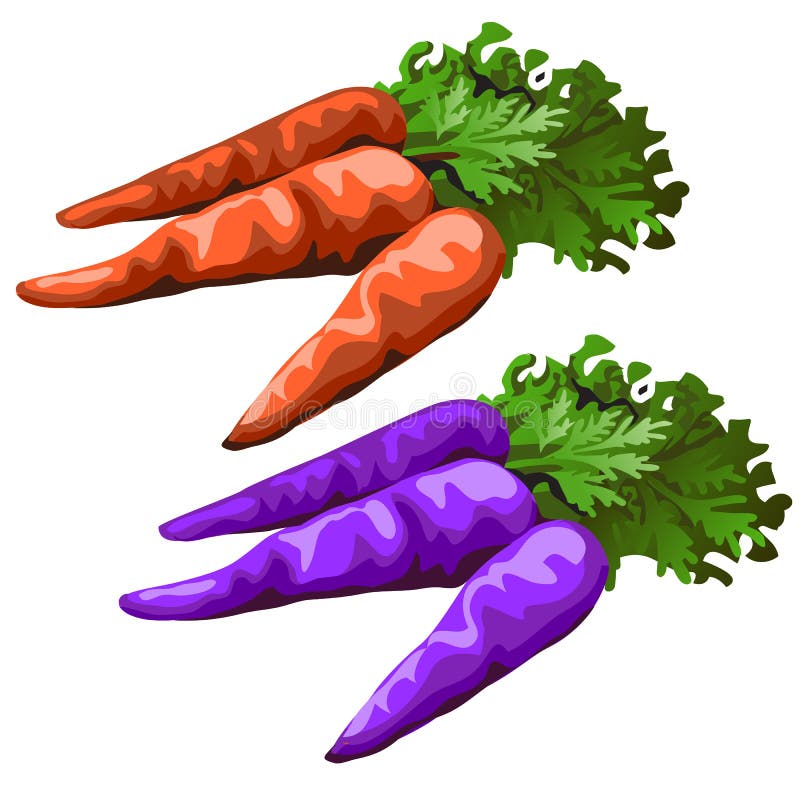 Classic Carrot and Purple Colors One Stock Vector - Illustration of ...