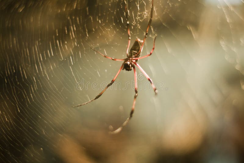 The spider and the web stock photo. Image of arahnophobia - 140754962