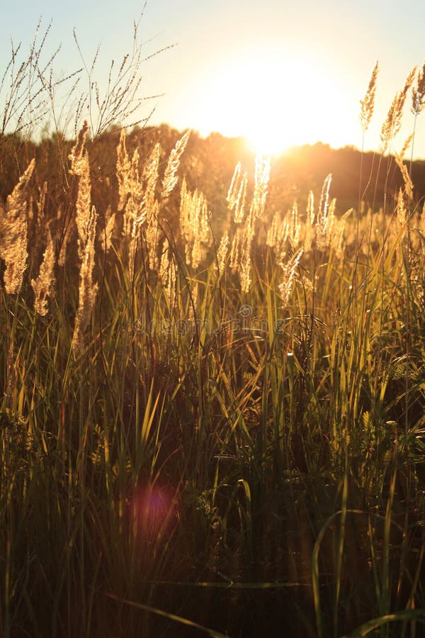 Classic Eastern Europe Field Landscape Stock Image - Image of country ...