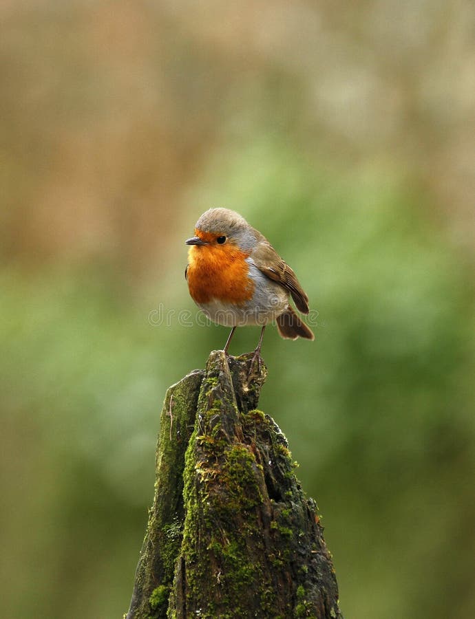Classic Example of a British Robin Stock Photo - Image of black, brown ...