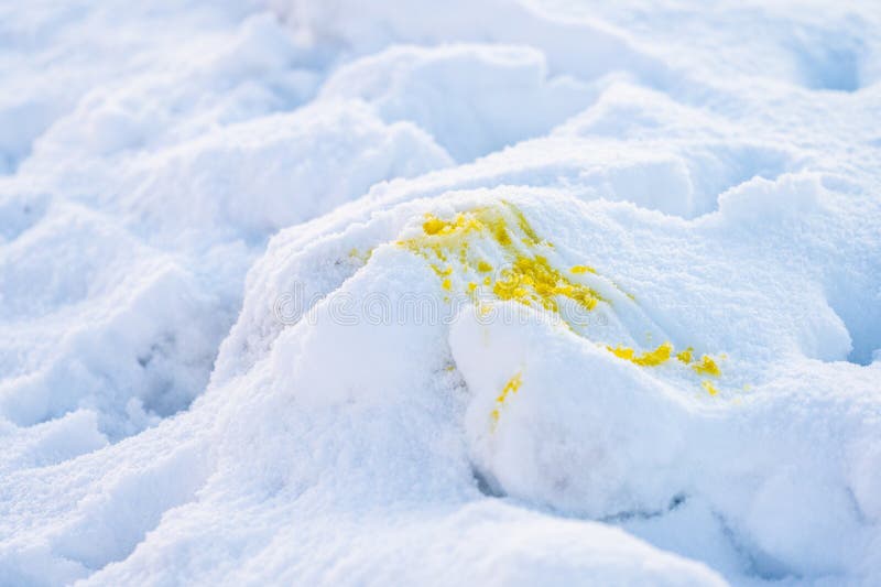 Classic Extra Tasty Yellow Snow.. Stock Image - Image of light, white ...