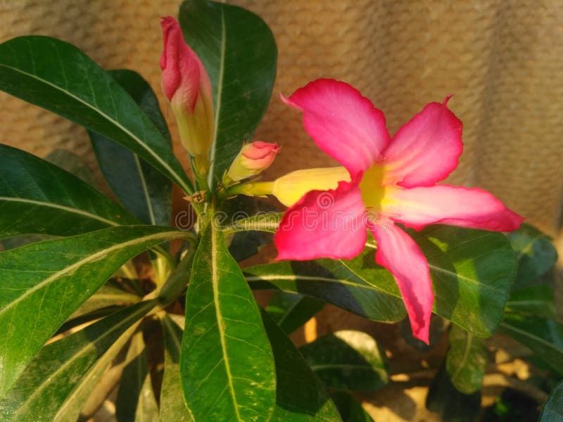 Classic Frangipani Flower Seen Stock Photo - Image of petal, blossom ...