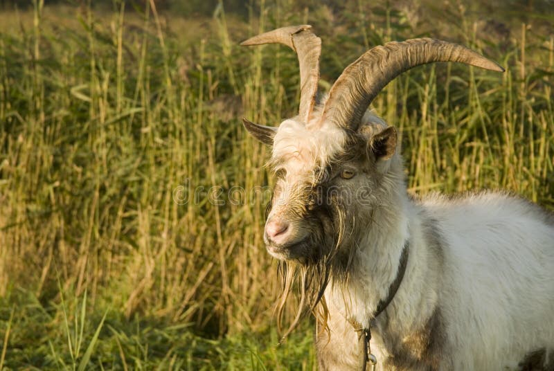 Old Ram stock photo. Image of head, snout, curly, cute - 2733354