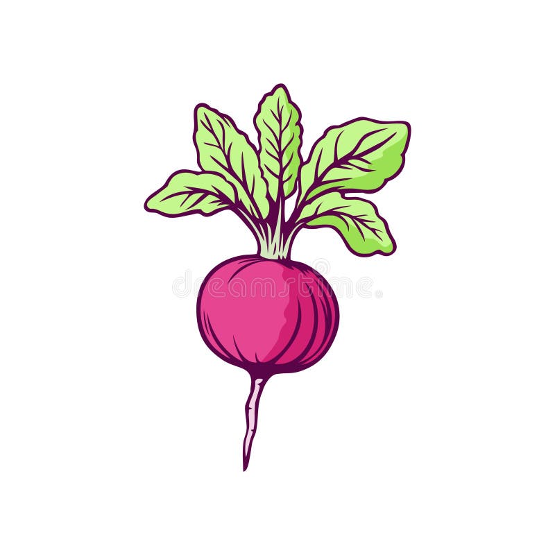 Classic Hand Drawing Beetroot Illustration Stock Vector - Illustration ...
