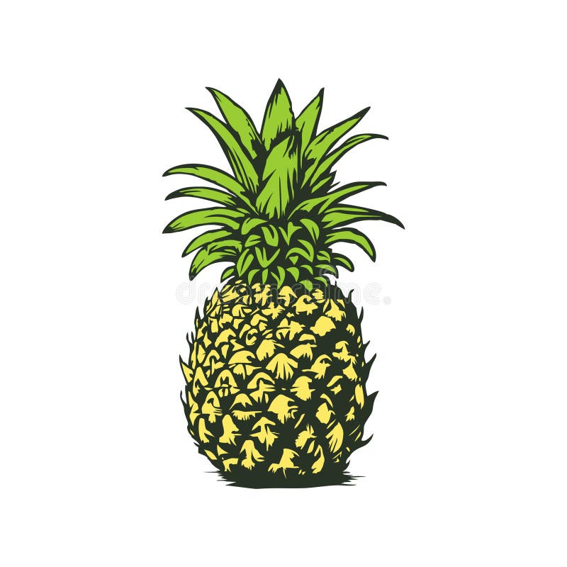 Classic Hand Drawing Pineapple Illustration Stock Vector - Illustration ...