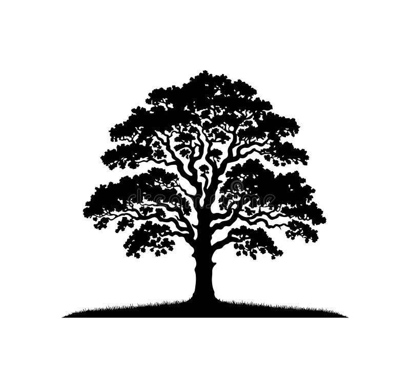 Majestic Silhouette of a Large Oak Tree Against on a White Background ...