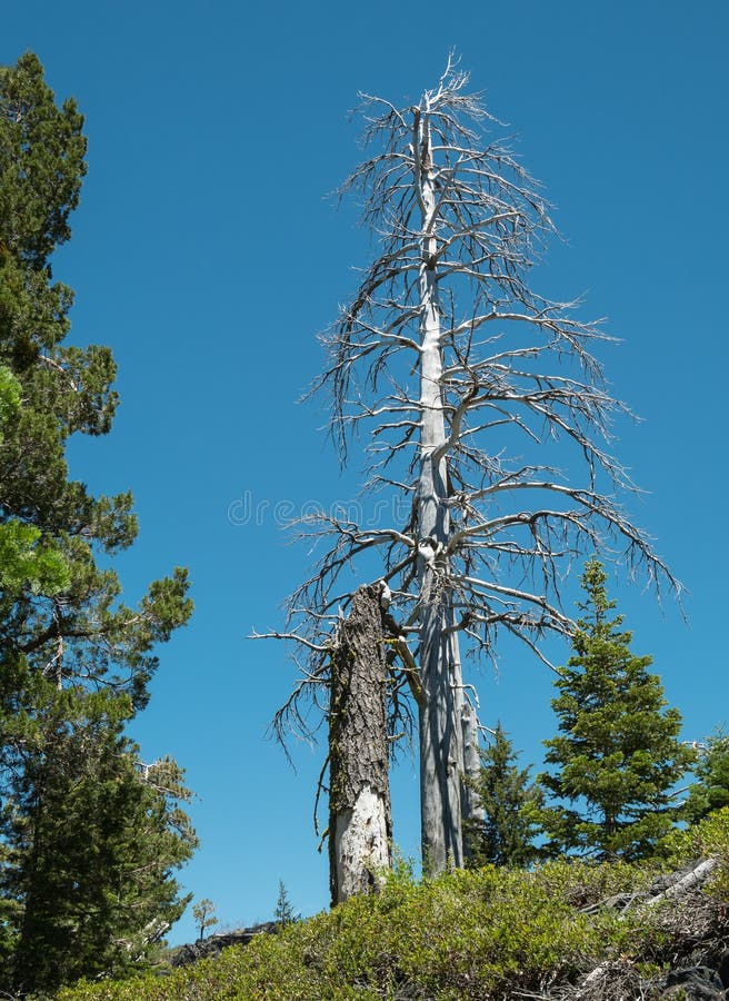 Rotten Snags Stock Photos - Free & Royalty-Free Stock Photos from ...