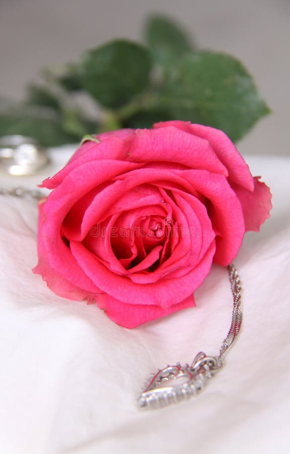 Classic Pink Rose and Jewelry Stock Photo - Image of silver, details ...