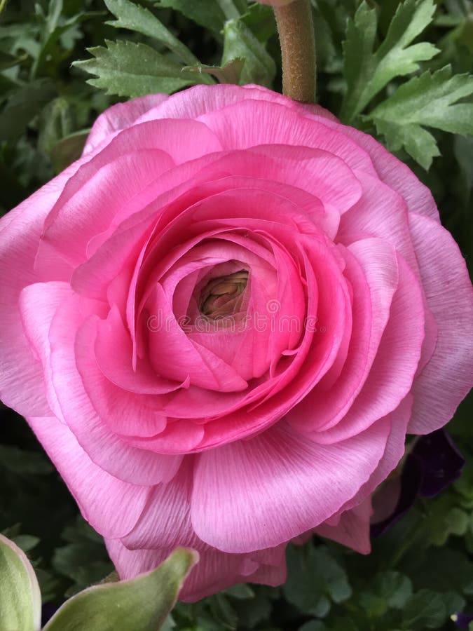 Classic pink rose stock image. Image of pink, plants - 186549719