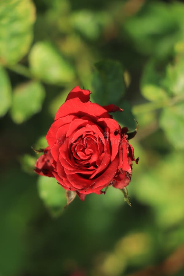 Classic Red Rose in Full Bloom Stock Image - Image of closeup, fresh ...