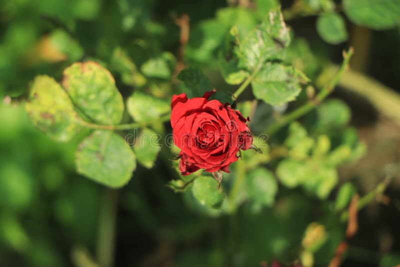 Classic Red Rose in Full Bloom Stock Photo - Image of green, harmony ...