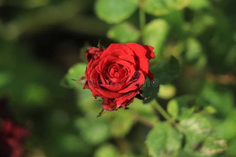 Classic Red Rose in Full Bloom Stock Photo - Image of bush, botany ...