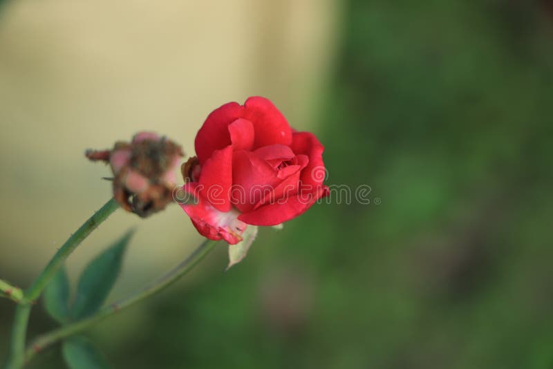 Classic Red Rose in Full Bloom Stock Image - Image of garden, botany ...