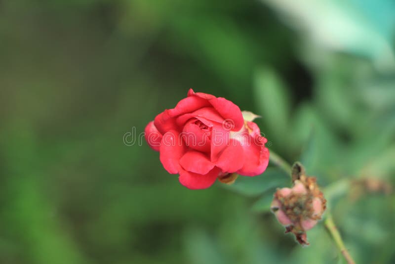 Classic Red Rose in Full Bloom Stock Photo - Image of elegant, deep ...