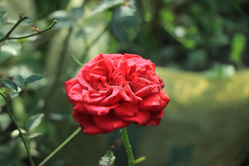 Classic Red Rose in Full Bloom Stock Image - Image of bloom, bush ...