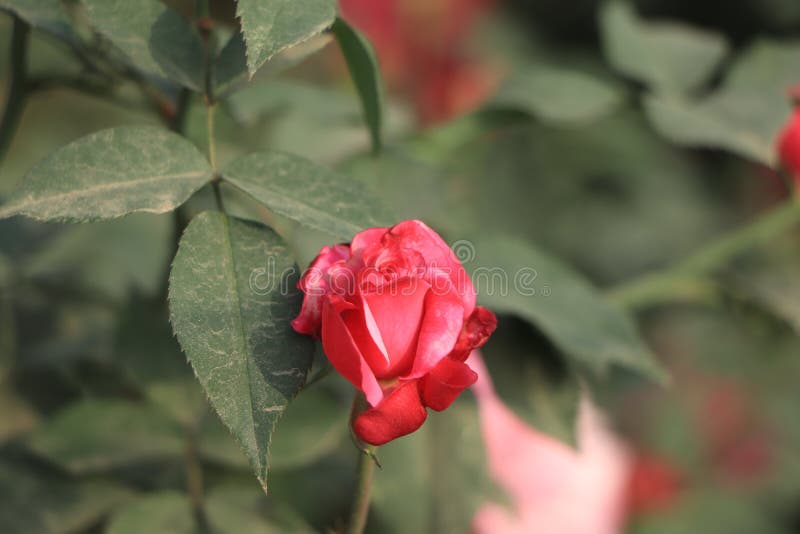 Classic Red Rose in Full Bloom Stock Photo - Image of harmony, flora ...