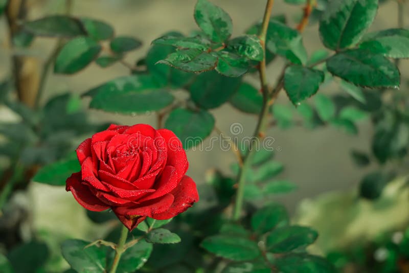 Classic Red Rose in Full Bloom Stock Photo - Image of elegant, flower ...