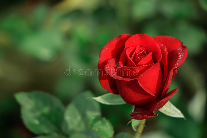 Classic Red Rose in Full Bloom Close Up Stock Image - Image of field ...