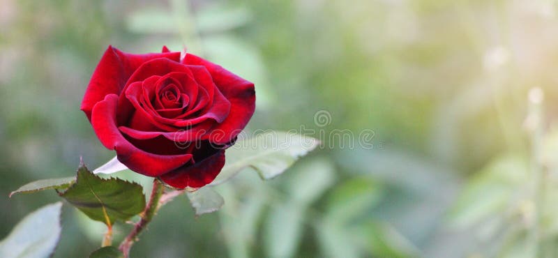 Classic Red Rose in Full Bloom in the Garden in Summer Stock Photo ...