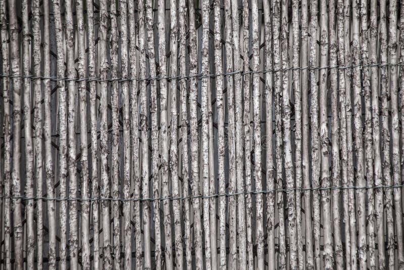 Reed wood stock image. Image of fiber, interior, grain - 21042055