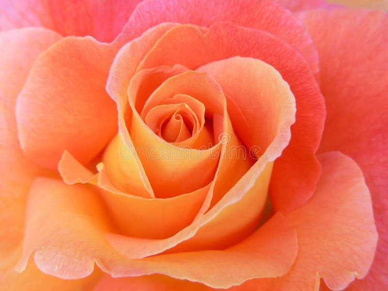 Classic Rose stock image. Image of flora, love, bloom - 9954817