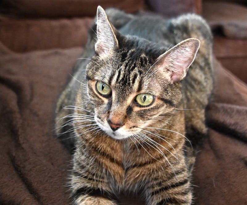 Classic Tabby Cat stock photo. Image of forehead, dark - 252042084