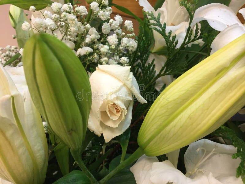 The rose stock photo. Image of hall, rose, white, classic - 113498468