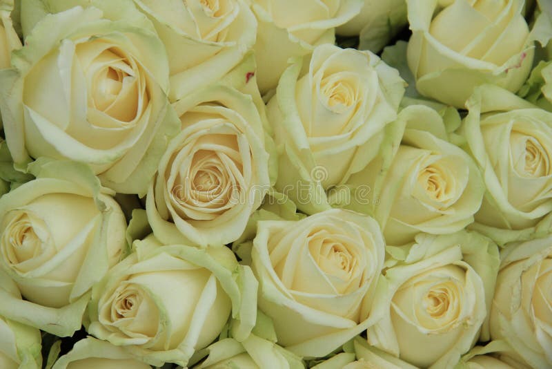 Classic White Weddiing Arrangement Stock Photo - Image of bride ...