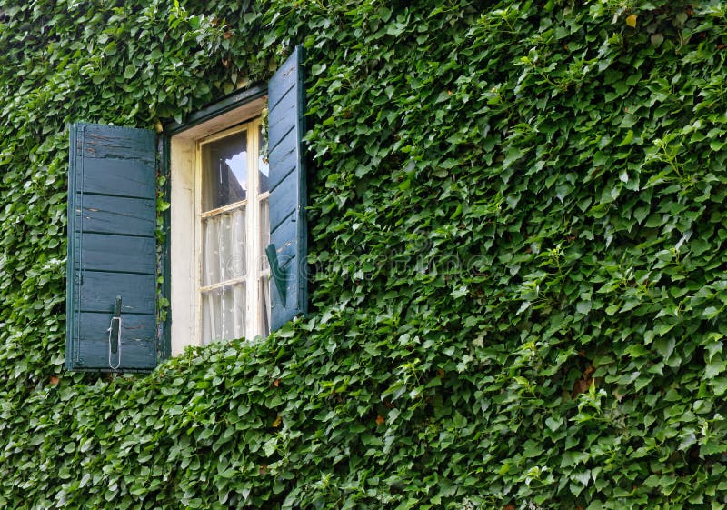Classic Window on an Ivy Covered Exterior Wall Stock Image - Image of ...