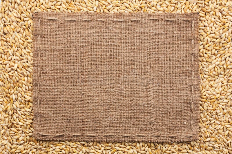 Barley stock photo. Image of crop, background, produce - 2856426