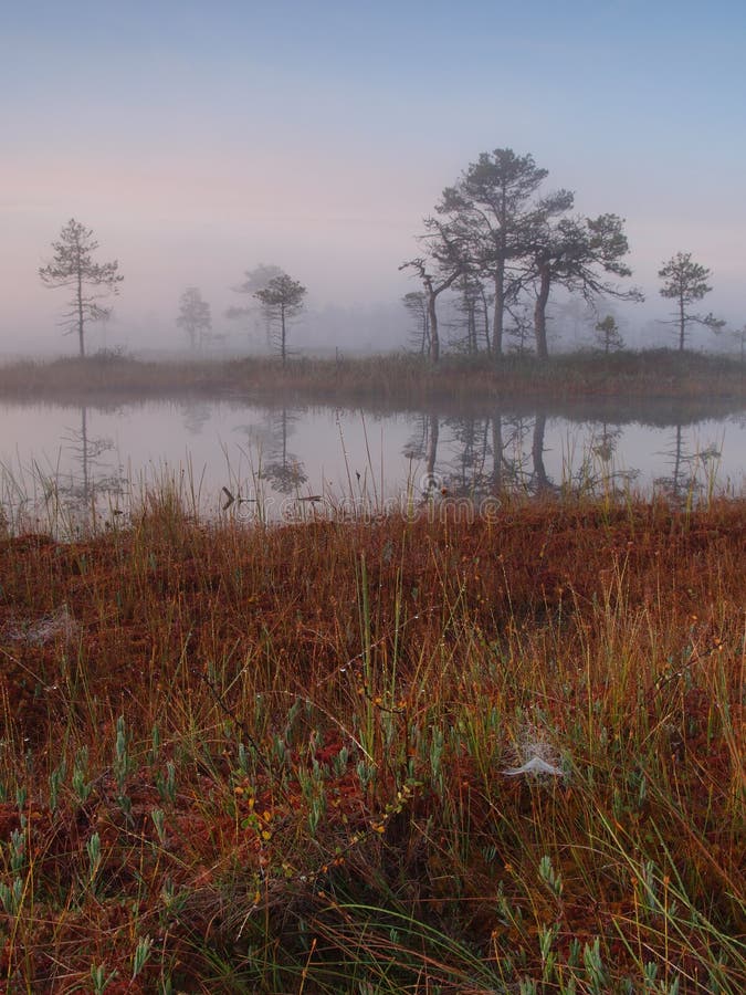 Classical Marsh Landscape, Early Morning Stock Photo - Image of autumn ...