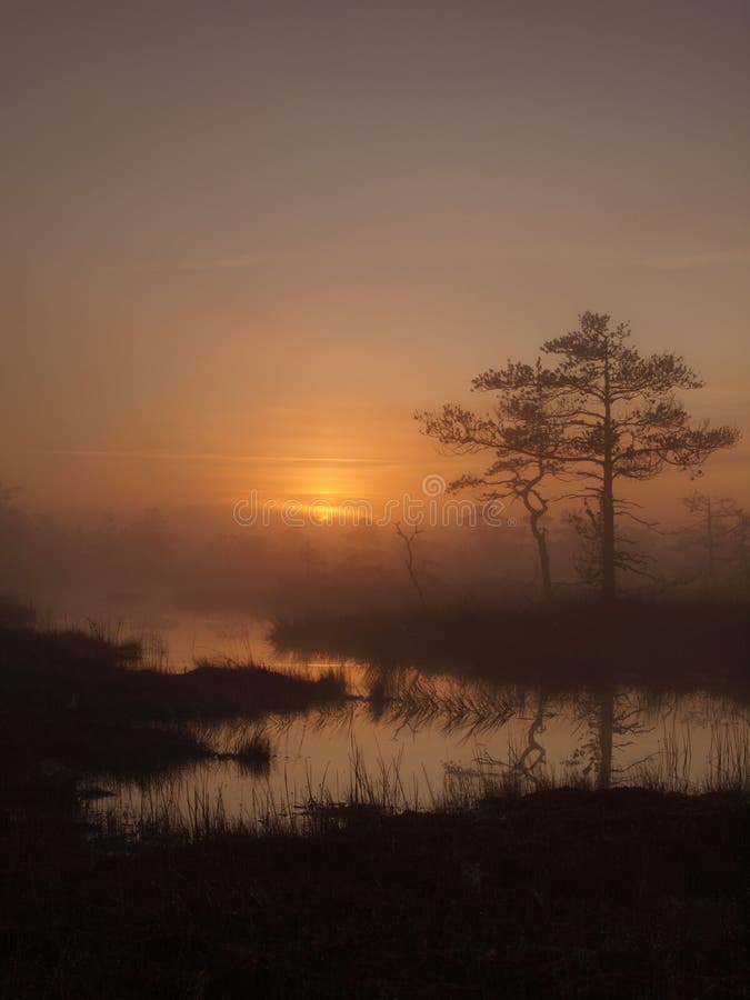1+ Classical marsh landscape early morning Free Stock Photos ...