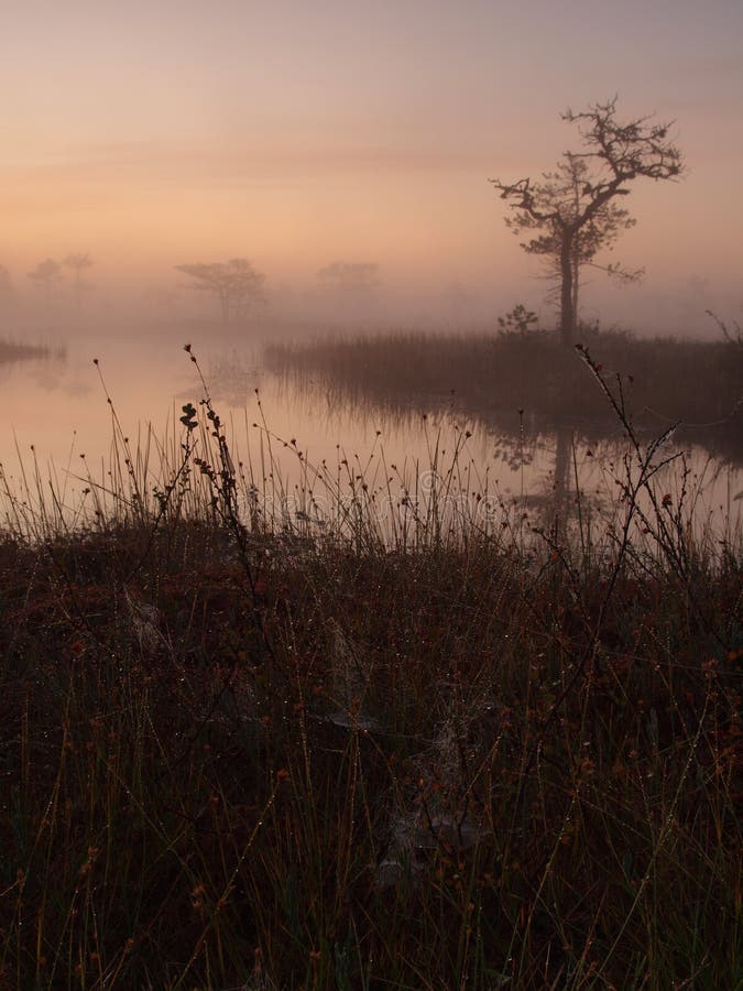 Classical Marsh Landscape, Early Morning Stock Photo - Image of estonia ...