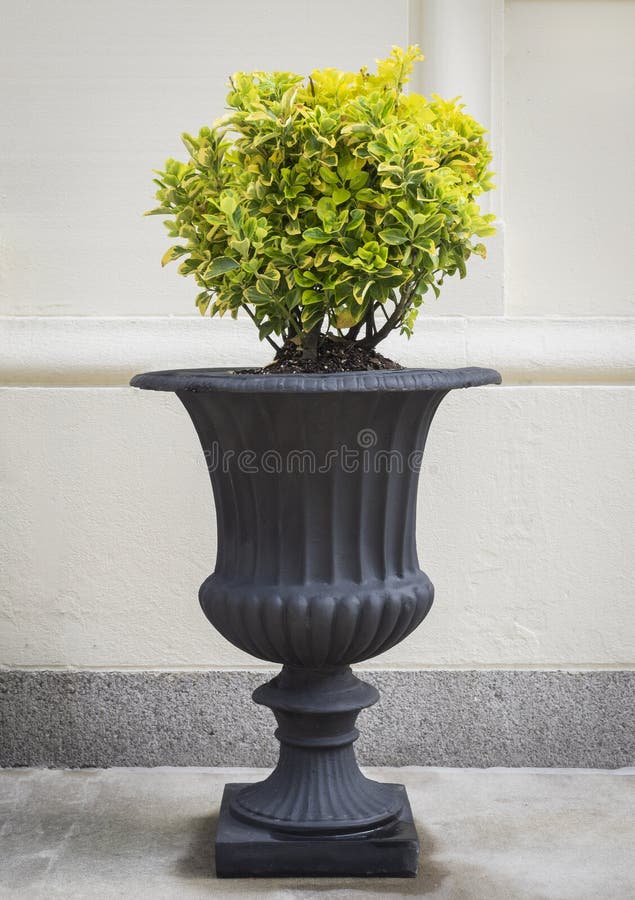 Classical Urn with Round Topiary Stock Image - Image of topiary, garden ...
