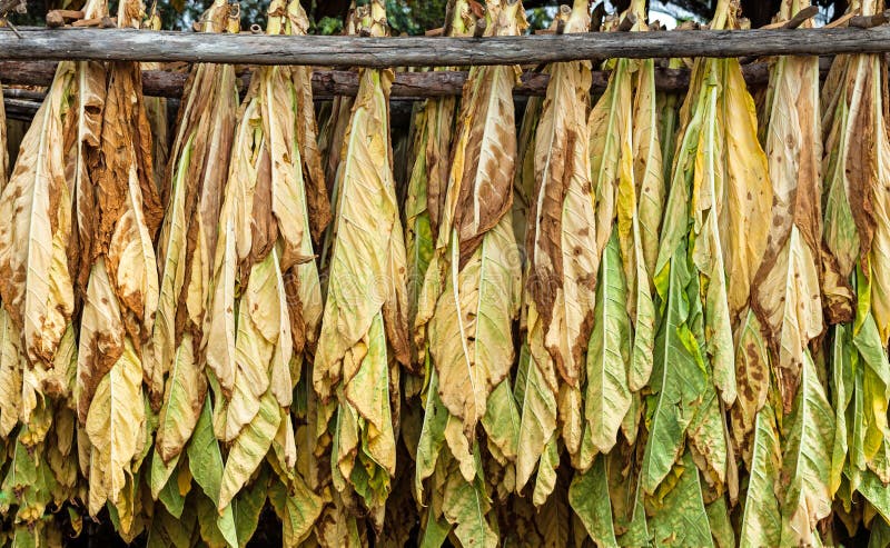 Classical Way of Drying Tobacco in Barn Stock Image - Image of nature ...