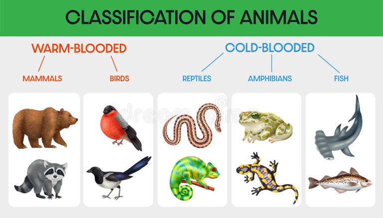 Warm Blooded Animals Stock Illustrations – 70 Warm Blooded Animals ...
