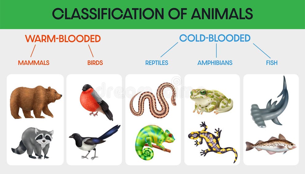 Warm Blooded Animals Stock Illustrations – 70 Warm Blooded Animals ...