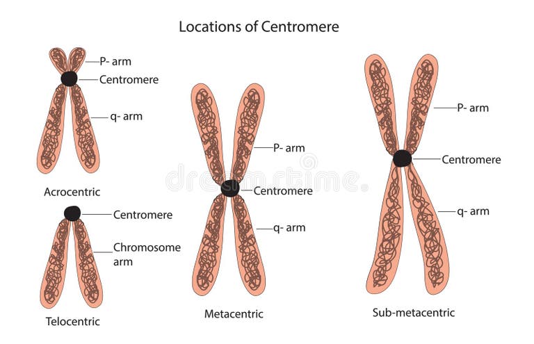 Chromosome Classification Stock Illustrations – 16 Chromosome ... Chromosome Classification Stock Illustrations – 16 Chromosome ...