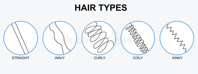 Classification of Different Hair Types Stock Illustration ...