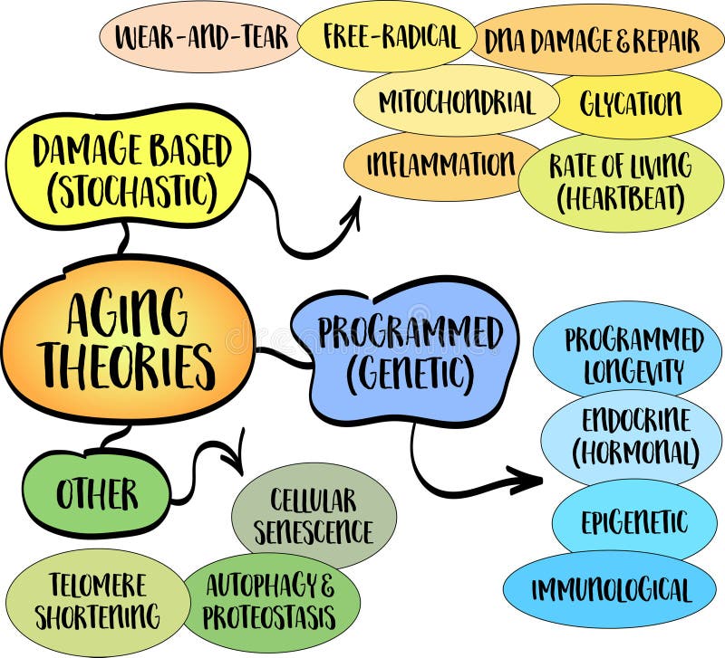 Classification of the Main Theories of Aging, Infographics Stock Vector ...