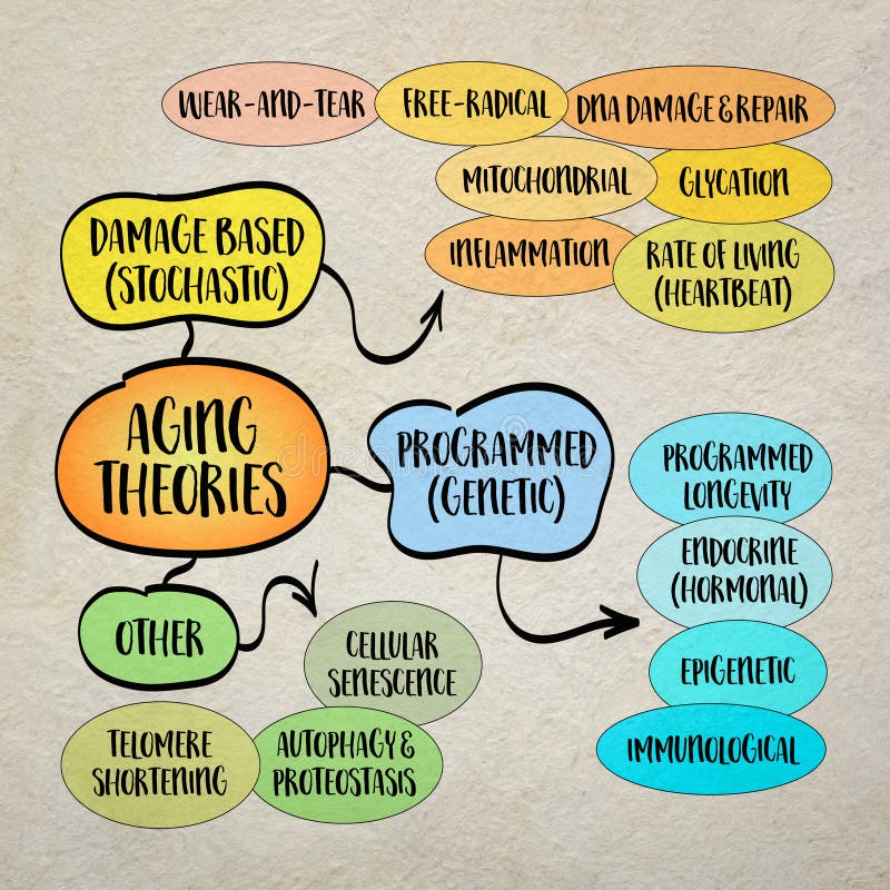 Classification of the Main Theories of Aging, Infographics Stock Photo ...